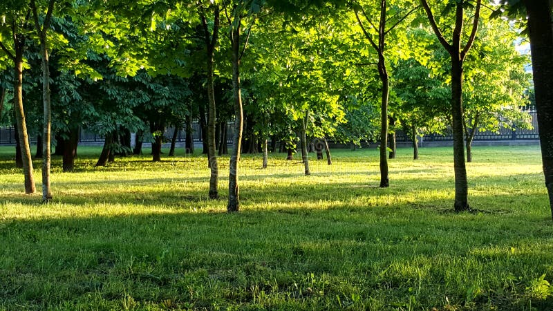 Pure nature stock photo. Image of grass, trees, park - 76273636