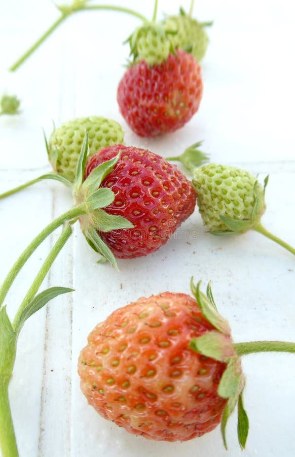Pure organic strawberry stock photo. Image of natural - 55472136