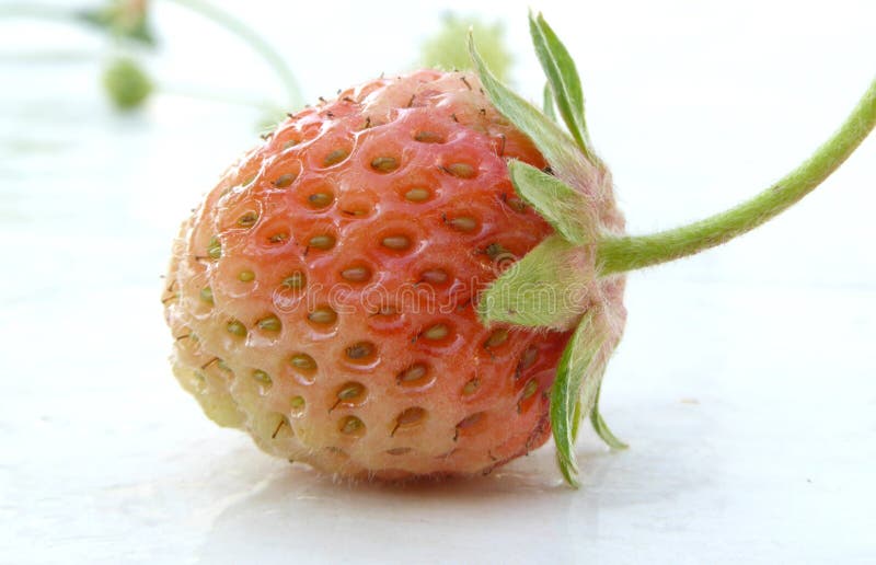 Pure organic strawberry stock image. Image of juicy, health - 55472797