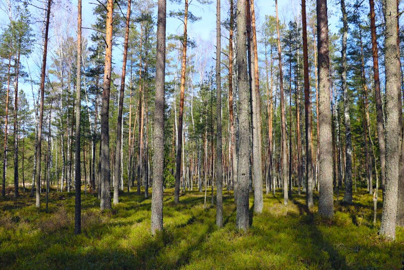 Pure Pine Green Forest. Walking in Clean Fresh Air Stock Image - Image ...
