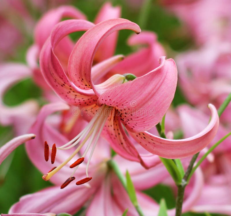 Pure pink lily stock photo. Image of bloom, broke, background - 35998516