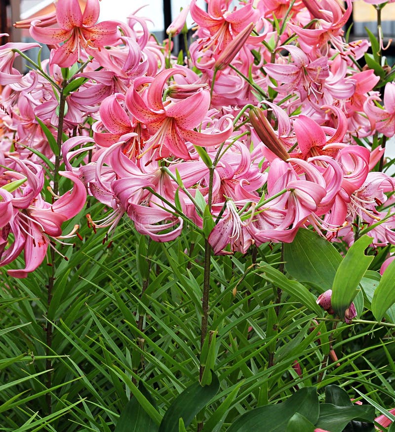 Pure pink lily stock photo. Image of happiness, attractive - 35998518