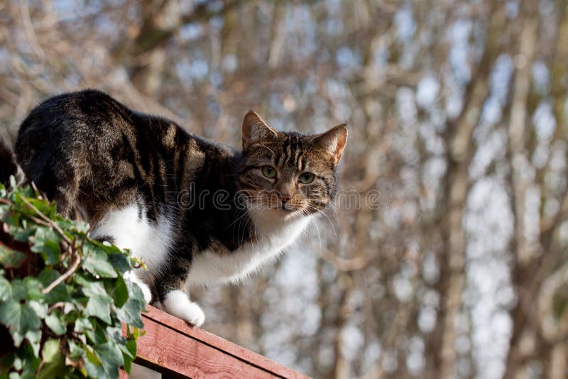 Pure Predator - Domestic Cat Stock Image - Image of cunning, whiskers ...