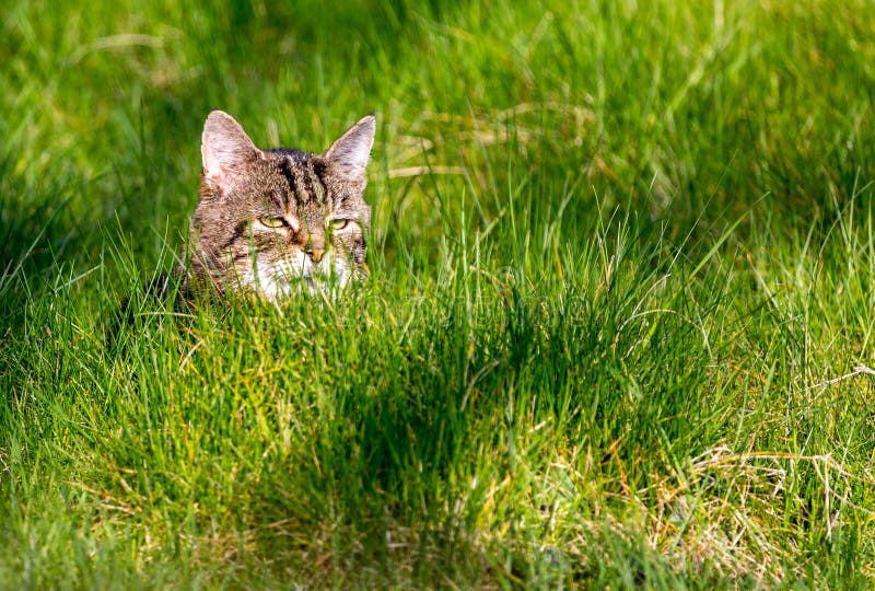 Pure Predator - Domestic Cat Stock Image - Image of cunning, hunt: 52524165