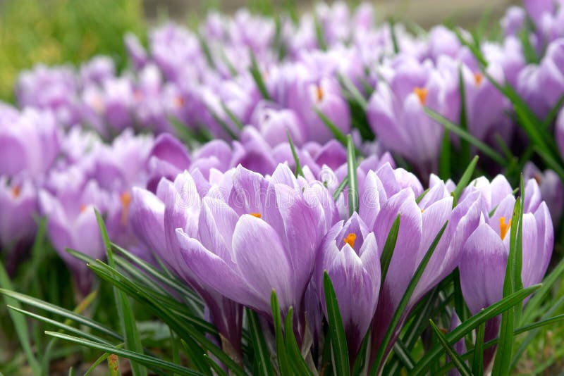 Pure purple stock image. Image of stem, colored, flower - 1032307