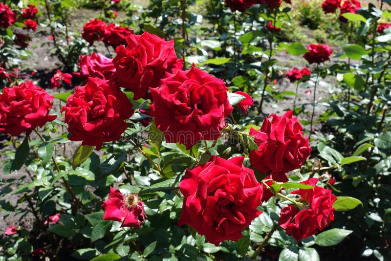 Pure red flowers of roses stock image. Image of garden - 234949455
