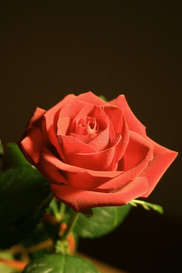 Red Rose stock photo. Image of flower, black, petal, rose - 78662