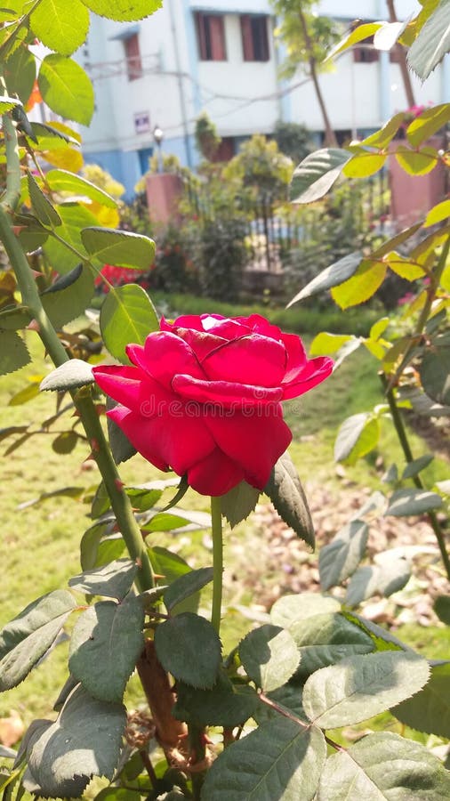 Pure red rose stock image. Image of lovely, atmosphere - 126064921