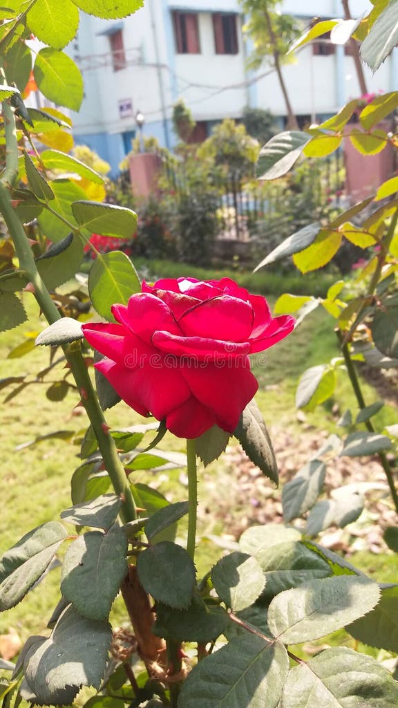 Pure red rose stock image. Image of lovely, atmosphere - 126064921