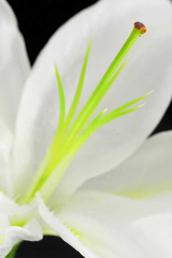 Pure and Simple 2 stock photo. Image of focus, claire - 13026968