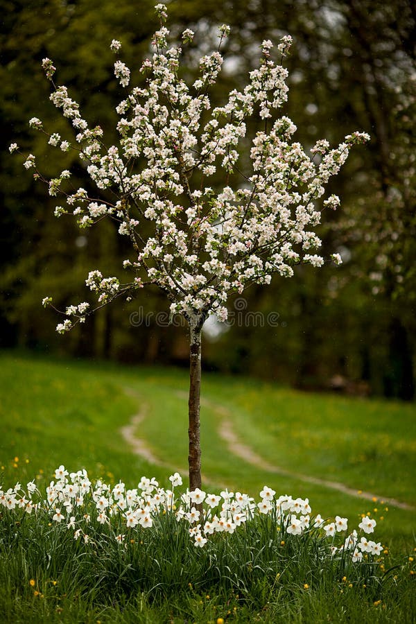 Pure Spring Despite the Drizzle Stock Image - Image of bright, botany ...