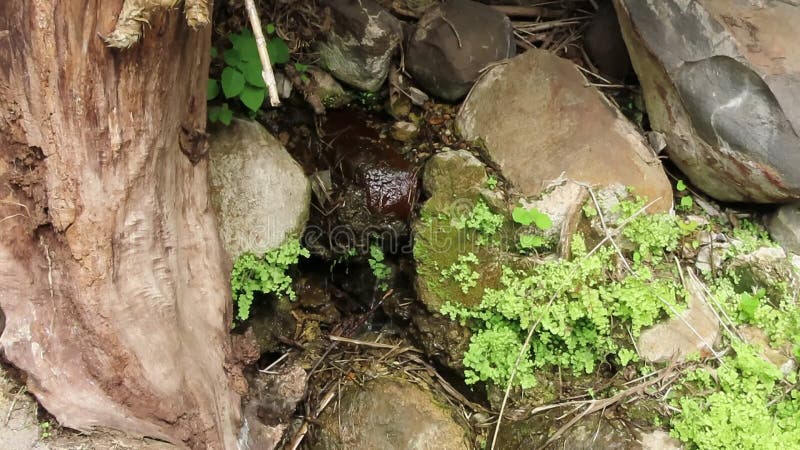 Pure Spring Water Flows Down from the Stones. Stock Footage - Video of ...