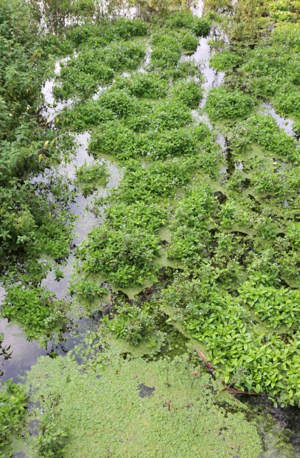Pure Spring Water with Many Aquatic Plants Stock Photo - Image of rural ...