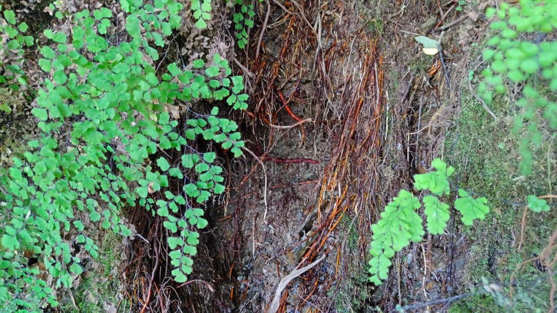 Pure Spring Water, Natural Clean Origin Water Flowing in the Forest ...