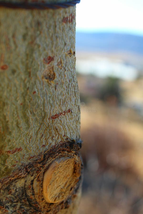 Pure Standing Log Ready To Do the Work Stock Image - Image of pure ...