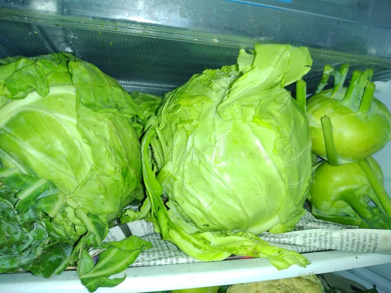 Pure veg cabbage stock photo. Image of green, herb, cabbage - 206310784