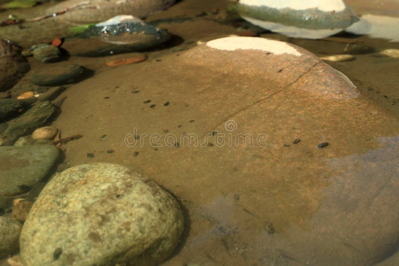 Pure Water. Clear Water. Flow Stock Photo - Image of creek, green ...