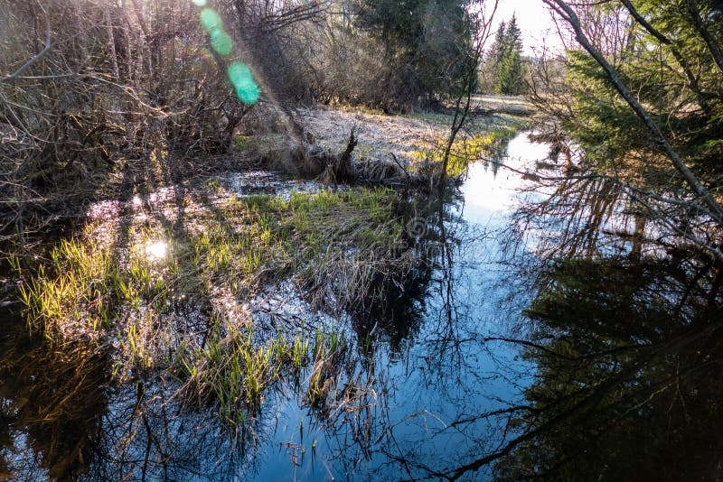 Pure Water Stream in Forest Stock Image - Image of creek, exposure ...
