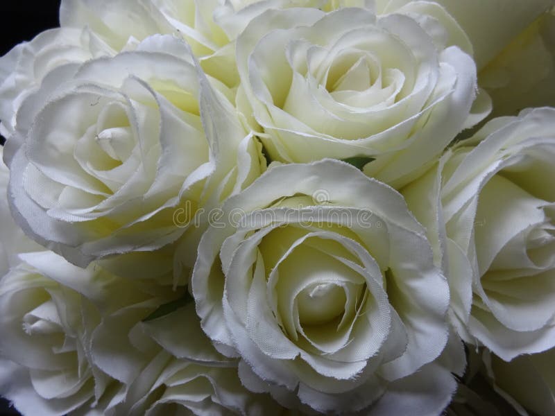 Pure Wedding White Roses Background Stock Image - Image of weding ...