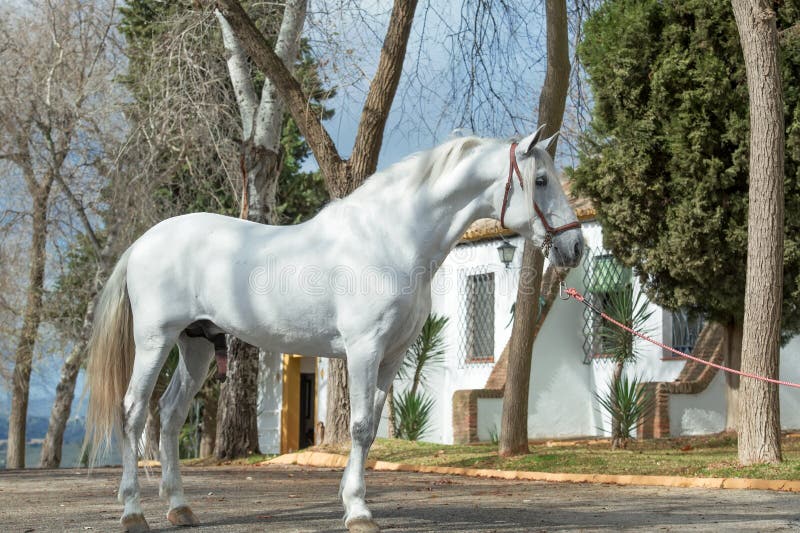 Pure White Andalusian Stallion Poseing in Garden. Spring Time Stock ...