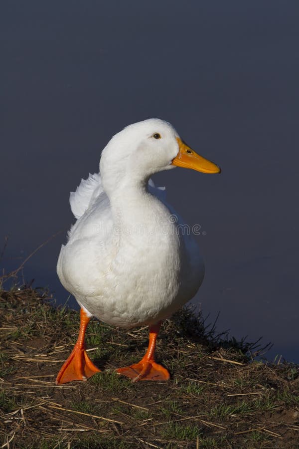 Pure white beauty stock image. Image of peking, duck - 25504543