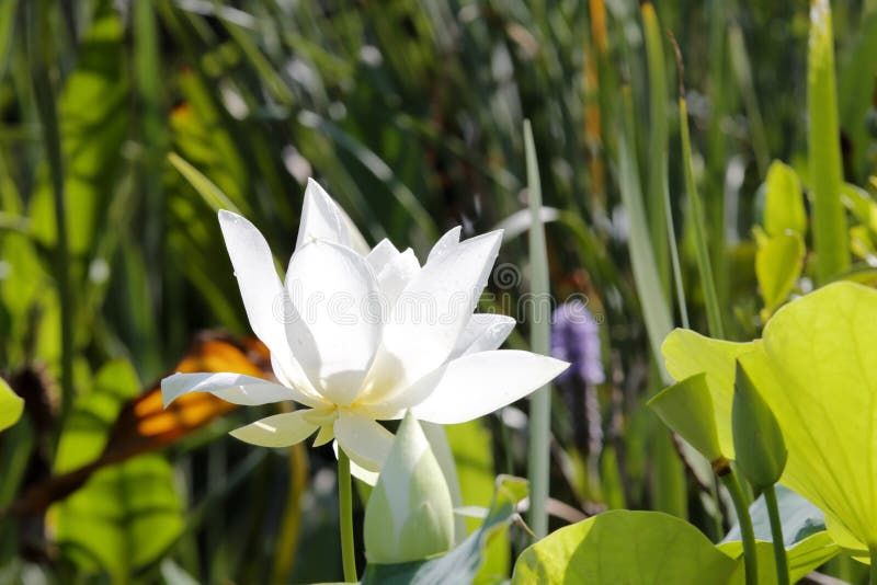 The white lotus flowers stock photo. Image of flowers - 45220264