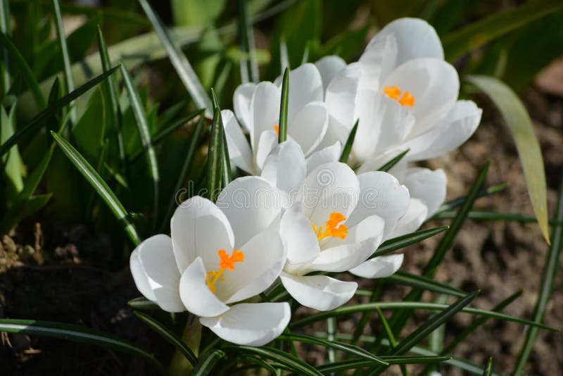 Pure white Crocuses stock photo. Image of ground, petal - 69035542