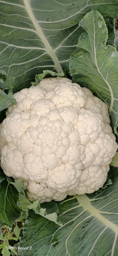 Pure White Curd of Cauliflower with Green Leaves Stock Photo - Image of ...