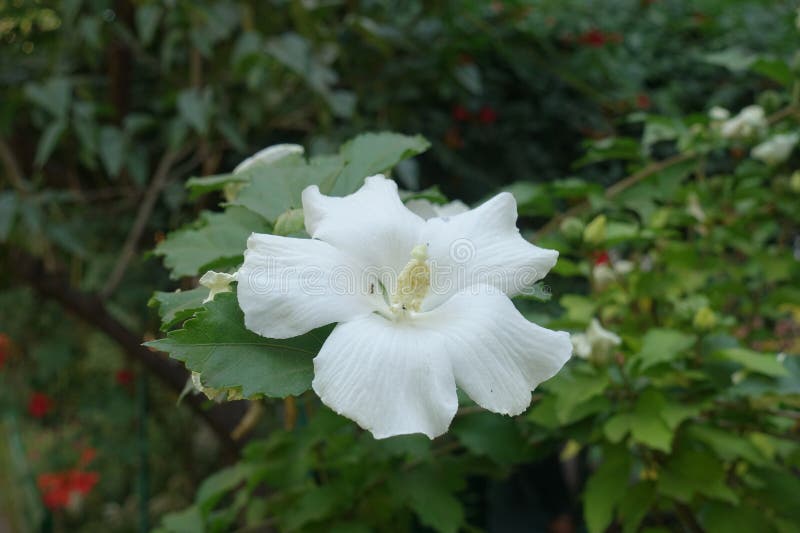 1 White Flower of Hibiscus Syriacus in Mid September Stock Photo ...