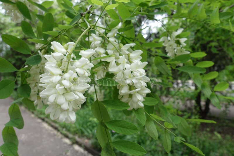 Pure White Flowers of Black Locust Stock Image - Image of beautiful ...