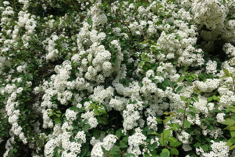 Pure White Flowers in the Leafage of Germander Meadowsweet in May Stock ...