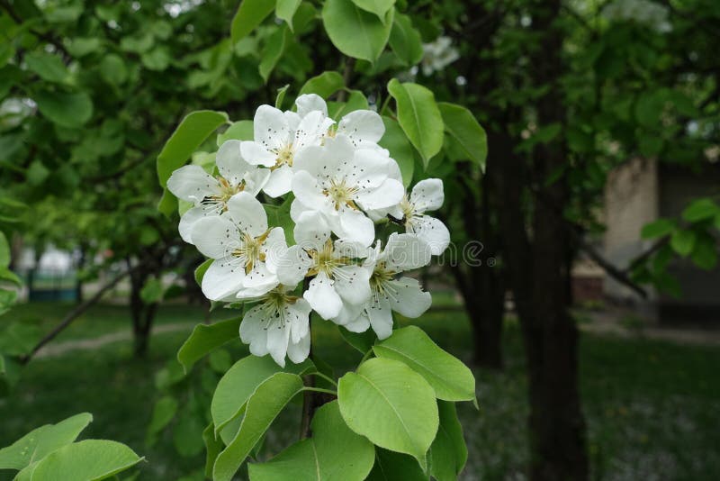 Pure White Flowers of Pear in Spring Stock Image - Image of ...