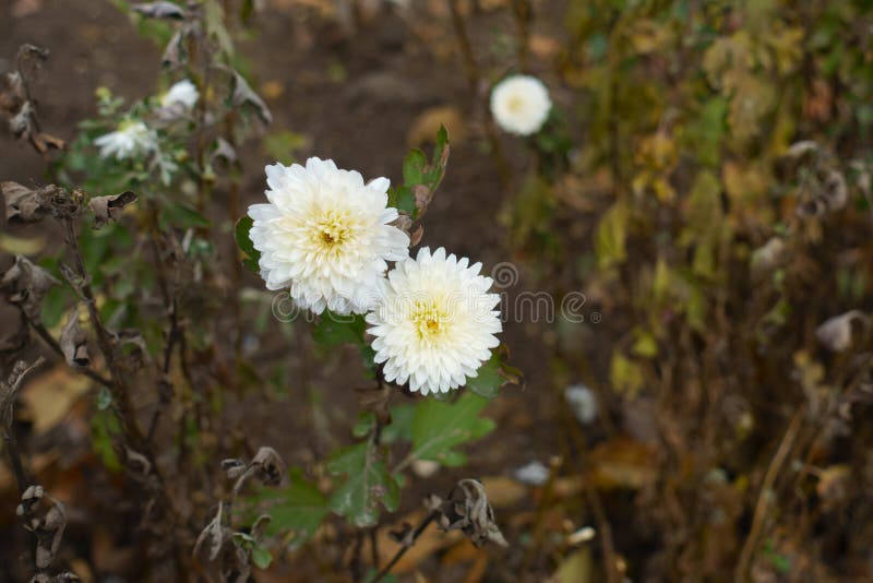 Pure White Flowers of 3 Chrysanthemums in November Stock Photo - Image ...
