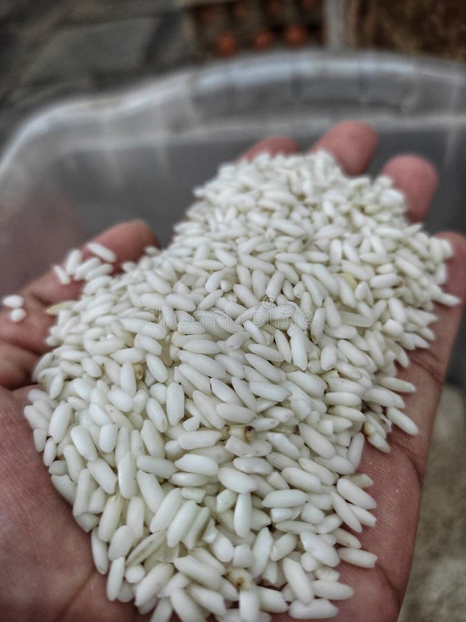 Pure white glutinous rice stock photo. Image of glutinous - 250194050