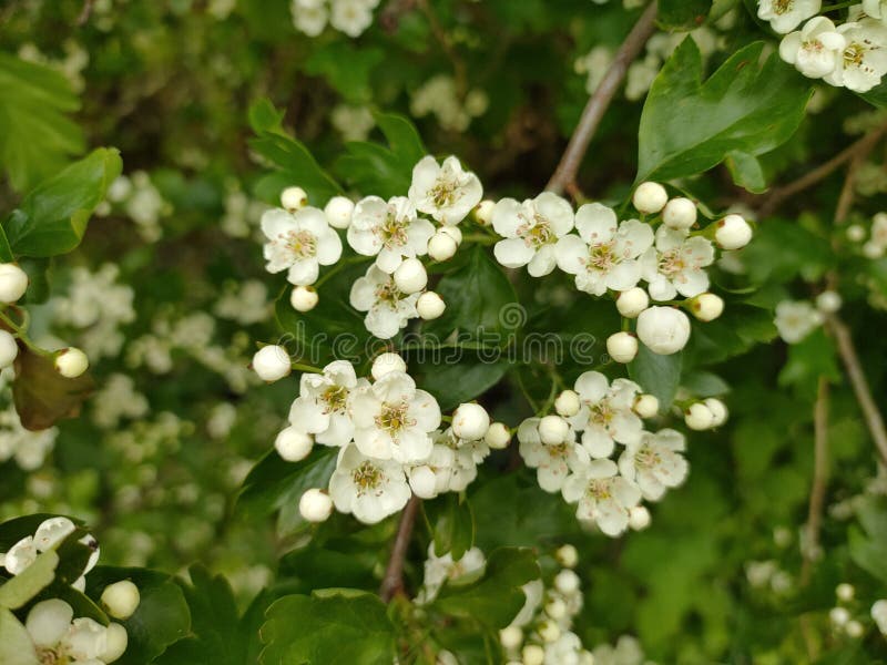 Pure White Hawthorn Blossoms Stock Image - Image of leaf, green: 218230045