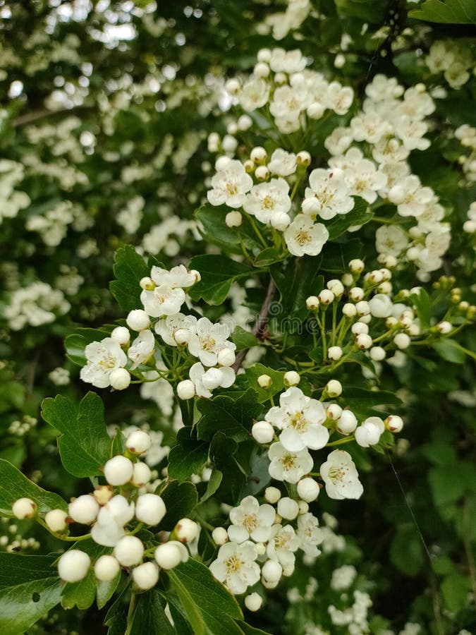 Pure White Hawthorn Blossoms Stock Image - Image of evergreen, blossom ...