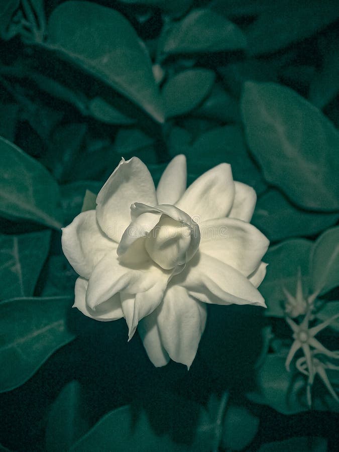 Pure white lilly flowers stock image. Image of white - 254946145