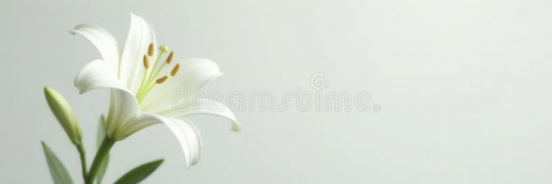 Pure White Lily with Delicate Petals Unfolding on a Green Stem, Flowers ...
