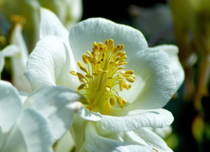 Pure White Magnolia Flower with Yellow Center Stock Image - Image of ...