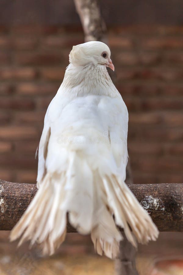 Pure white pigeon stock photo. Image of white, natural - 32707336