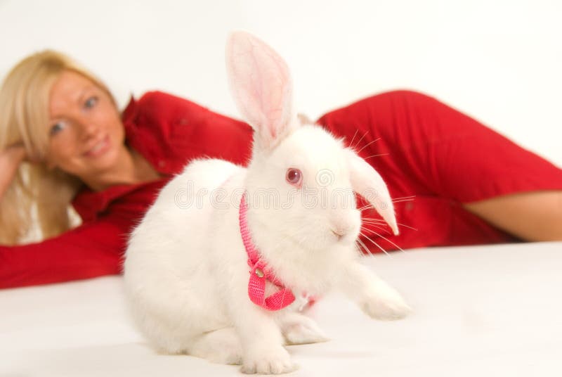 Pure white rabbit stock photo. Image of pretty, beauty - 4075418