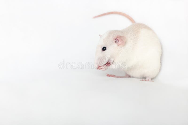 Pure White Rat Sits in the Corner and Washes Stock Photo - Image of ...