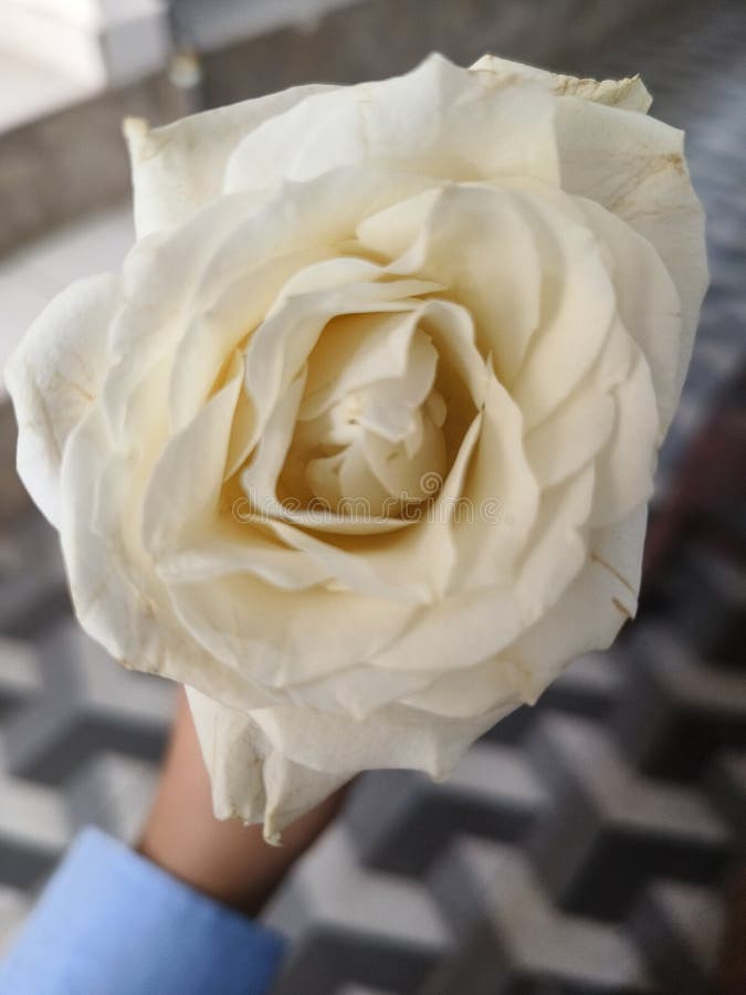 Pure white roses stock image. Image of peony, bouquet - 282936051