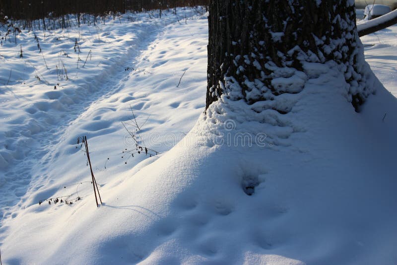 Pure White Snow Covered the Ground and Trees Stock Photo - Image of ...