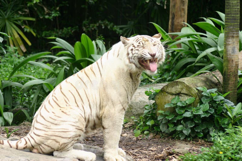 Pure White Tiger stock image. Image of looks, captive - 4890191