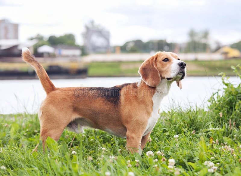 Beagle Standing on Its Hind Legs Stock Photo - Image of domestic, legs ...