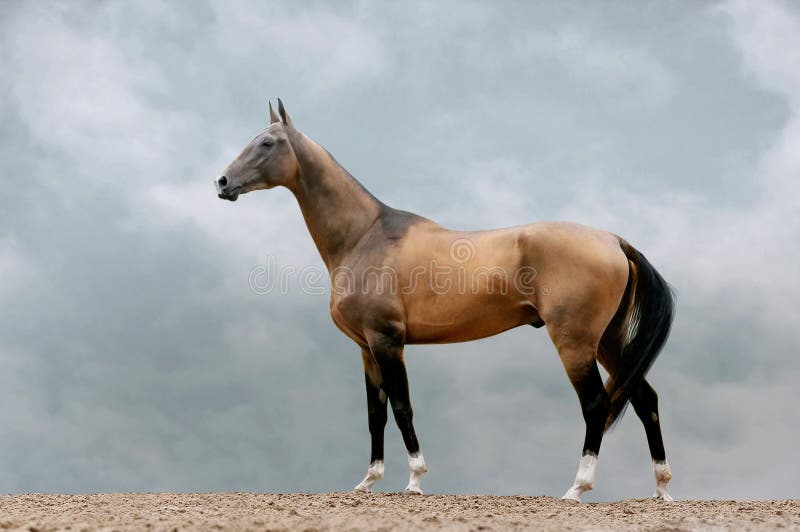 Pureblood Akhal-teke Stallion Stock Photo - Image of runner, mane: 51984196