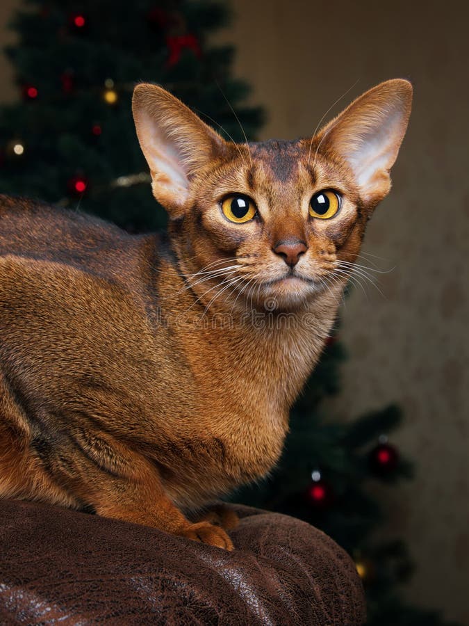 Purebred Abyssinian Cat Lying on Brown Couch Stock Photo - Image of ...