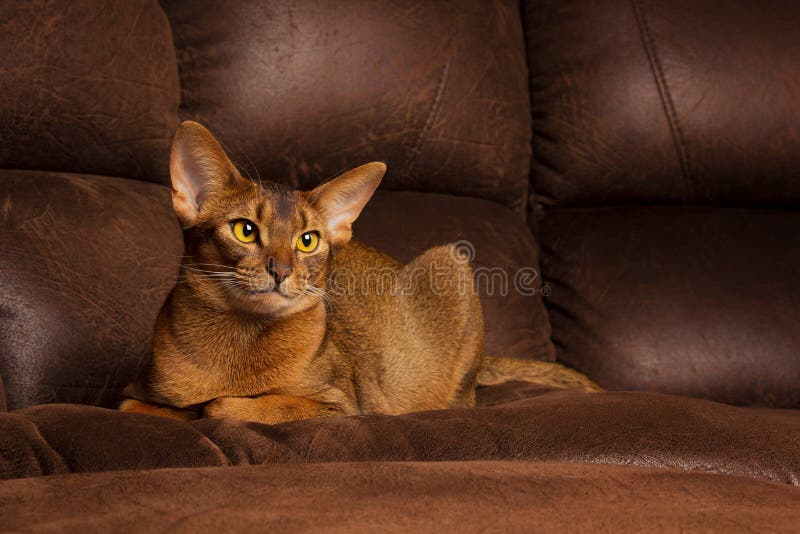 Purebred Abyssinian Cat Lying on Brown Couch Stock Photo - Image of ...