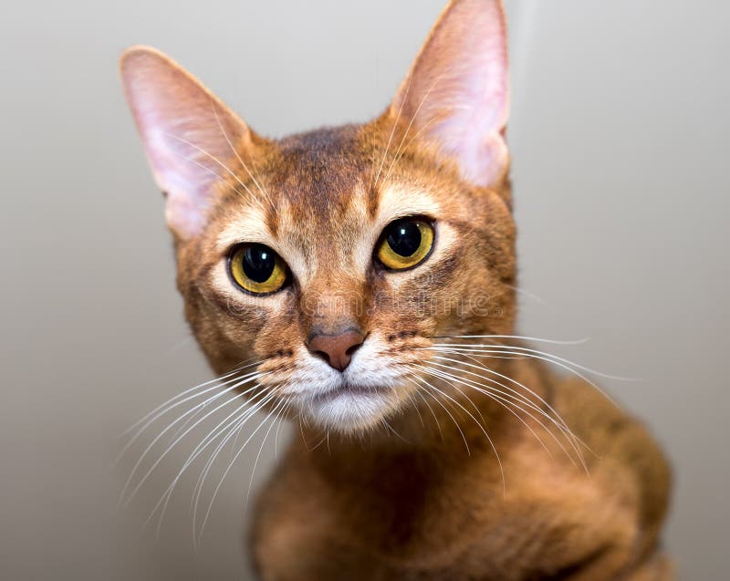 Purebred abyssinian cat stock photo. Image of nature - 66956884